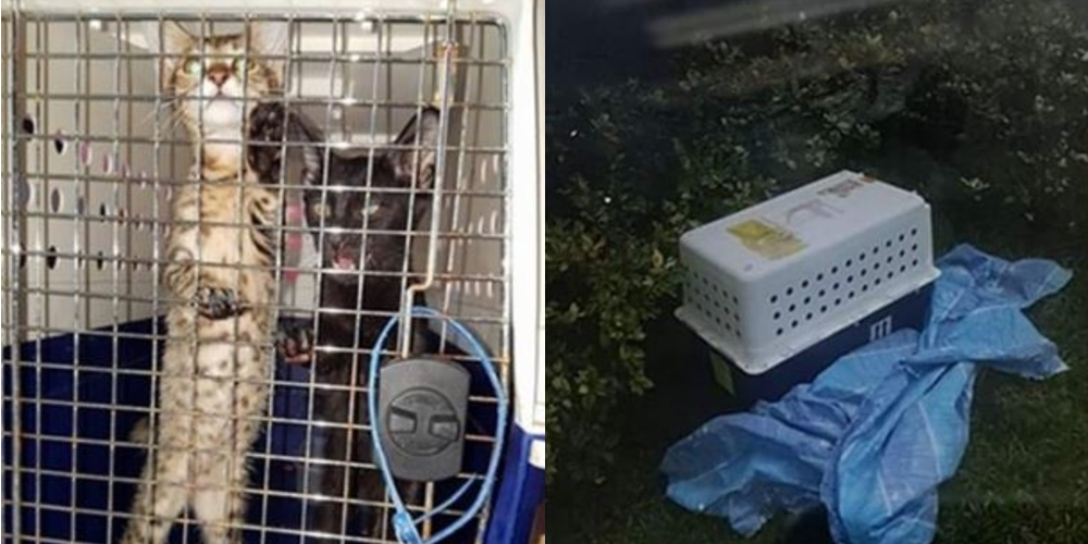 SingPost launches MyPostman campaign for Singaporeans to get to know ...