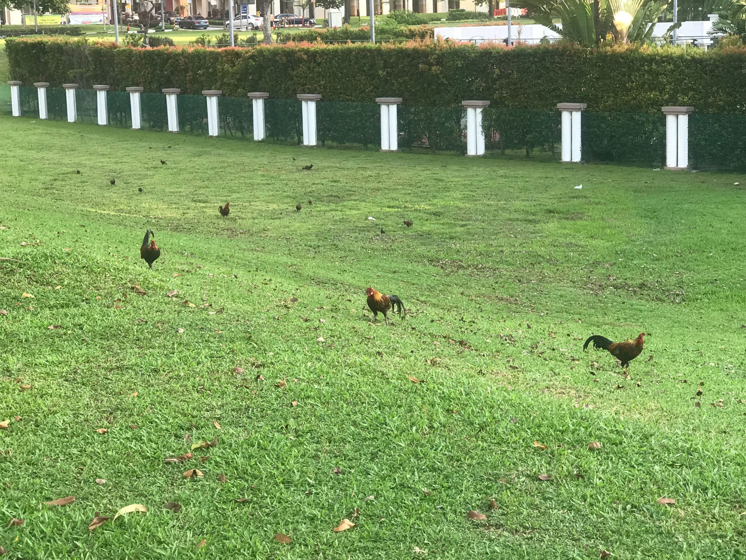 Filmmaker shares his short film inspired by Sin Ming fowl culling ...