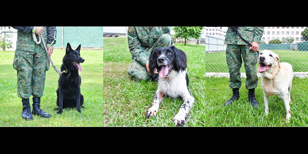 Retired SAF veteran military dogs are in search for a new home ...